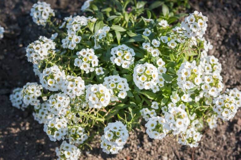 How to Plant, Grow, and Care For (Sweet) Alyssum – TheGrowingLeaf