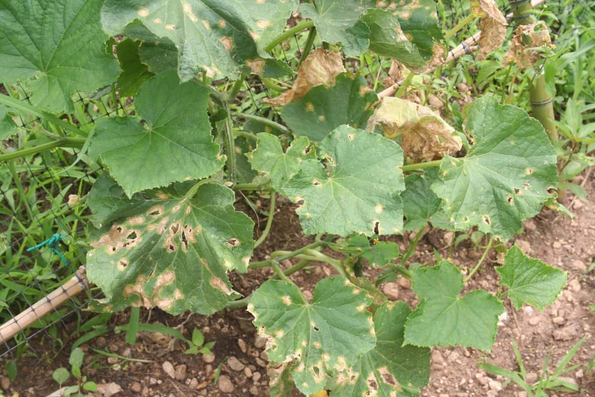 How to Plant, Grow, and Harvest Pumpkins (Ultimate Guide) – TheGrowingLeaf