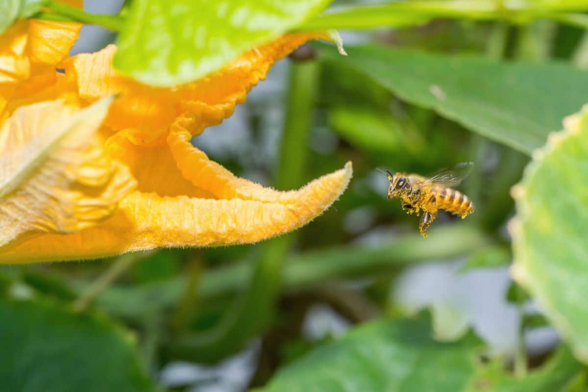 How to Plant, Grow, and Harvest Pumpkins (Ultimate Guide) – TheGrowingLeaf