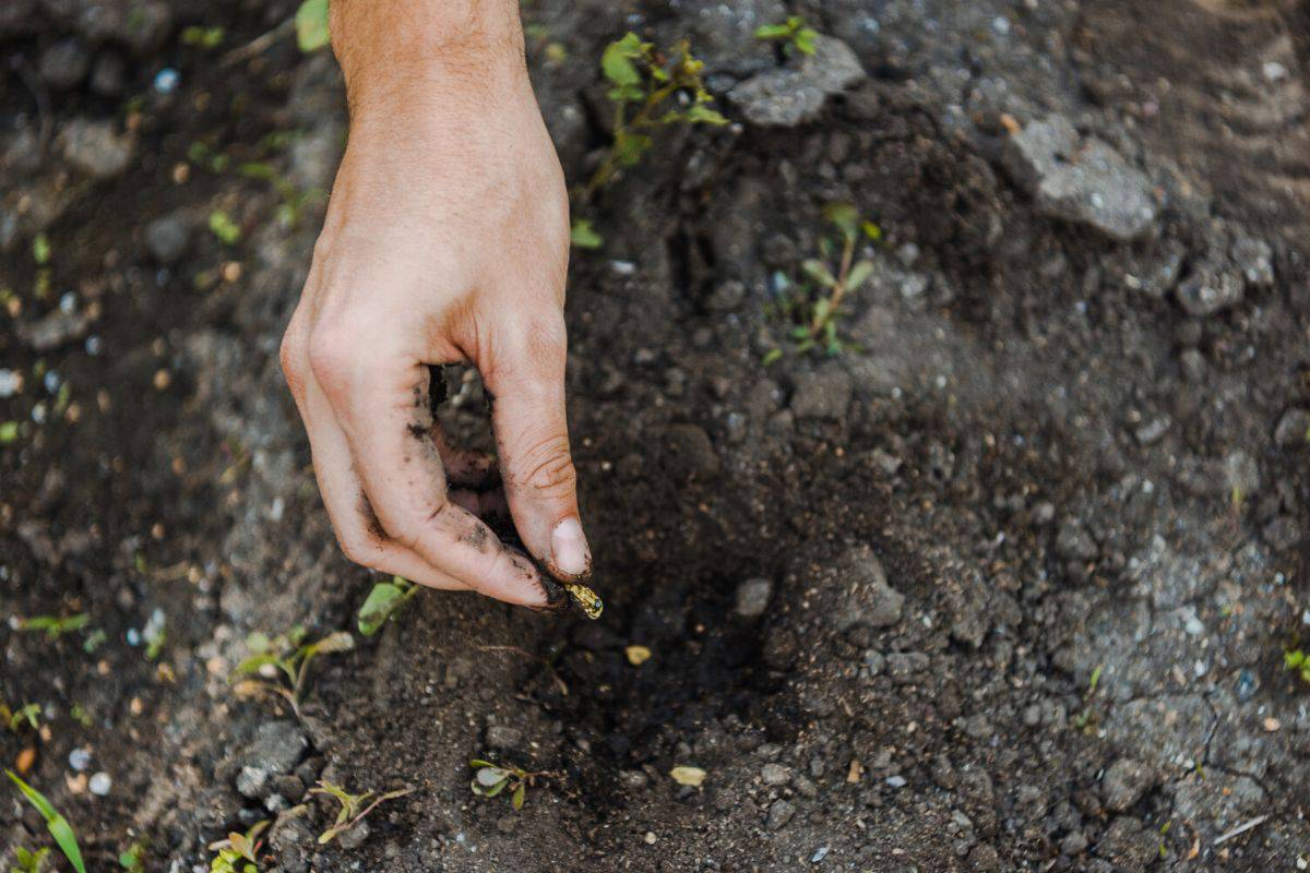 How to Plant, Grow, and Harvest Pumpkins (Ultimate Guide) – TheGrowingLeaf