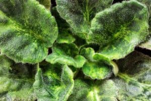 How To Get Rid of Powdery Mildew on African Violets – TheGrowingLeaf