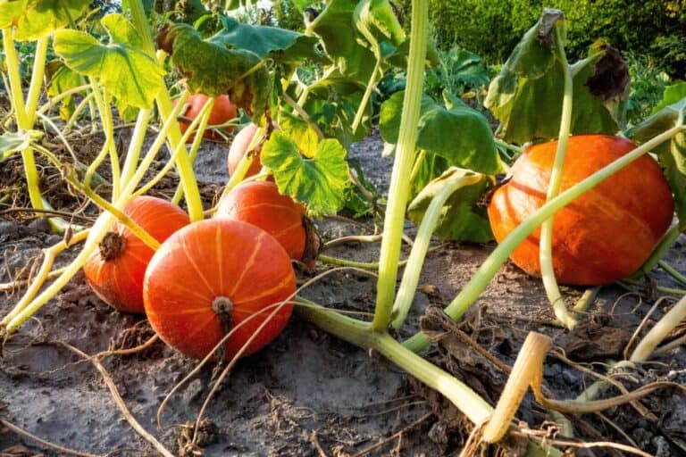 How to Plant, Grow, and Harvest Pumpkins (Ultimate Guide) – TheGrowingLeaf