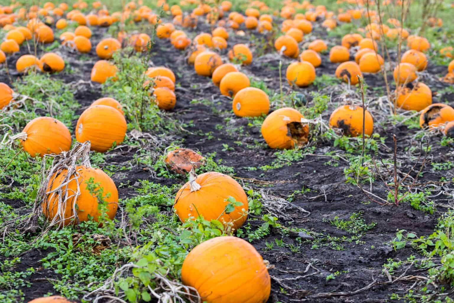 How to Plant, Grow, and Harvest Pumpkins (Ultimate Guide) – TheGrowingLeaf