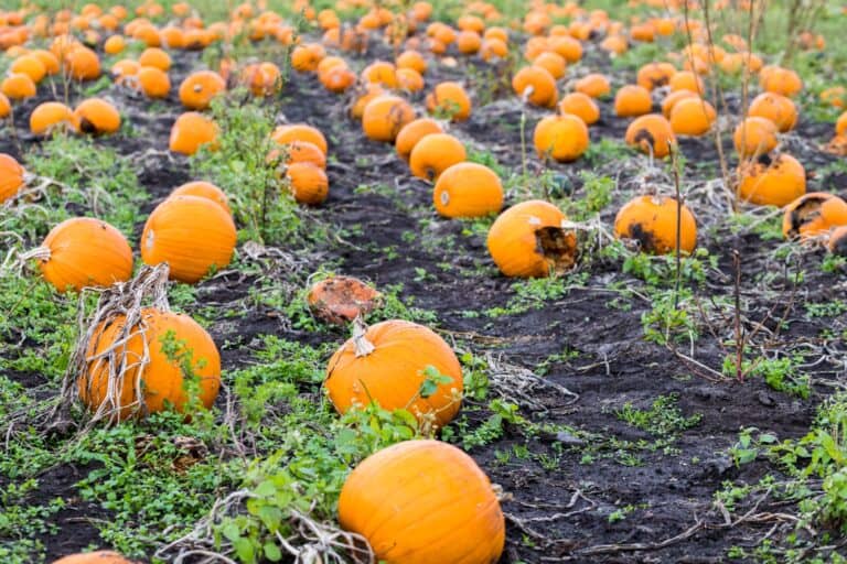How to Plant, Grow, and Harvest Pumpkins (Ultimate Guide) – TheGrowingLeaf