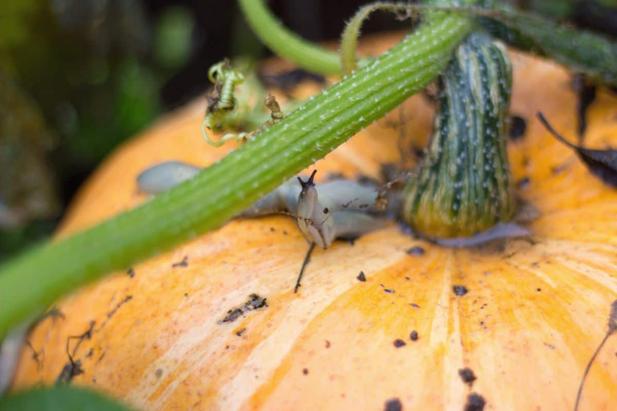 How to Plant, Grow, and Harvest Pumpkins (Ultimate Guide) – TheGrowingLeaf
