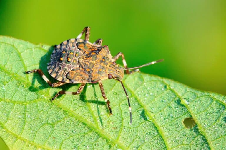 How to Plant, Grow, and Harvest Pumpkins (Ultimate Guide) – TheGrowingLeaf