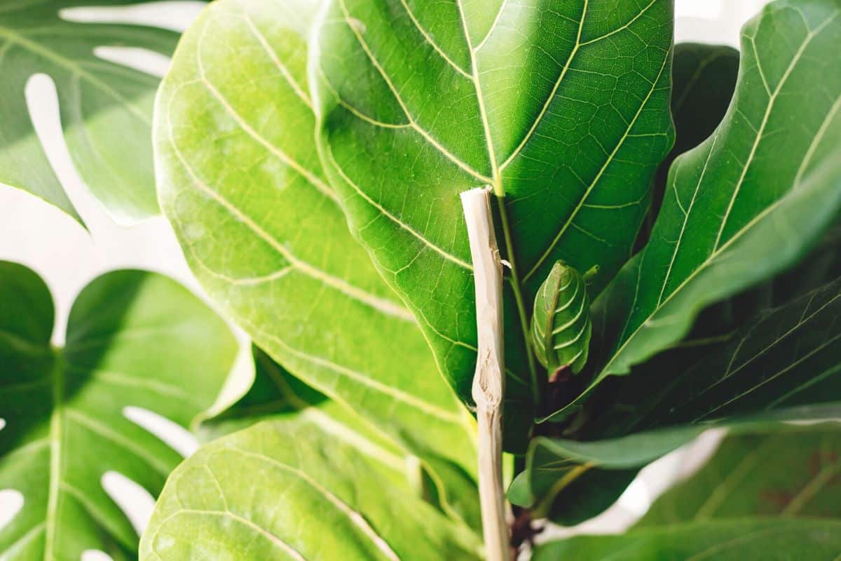 How to Plant, Grow, and Care for Fiddle Leaf Figs – TheGrowingLeaf