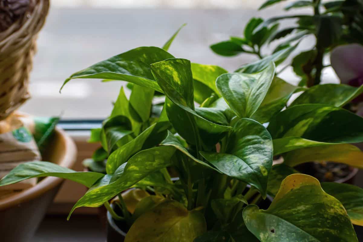 Why and How Often You Should Rotate Houseplants – TheGrowingLeaf