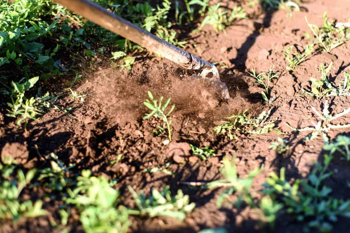 When and How Often to Till a Garden (Complete Guide) – TheGrowingLeaf