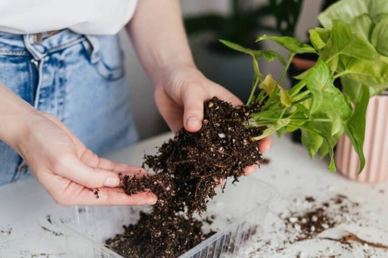 Overpotting Risks: How Too-Large Pots Affect Plant Health – TheGrowingLeaf