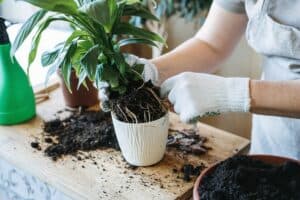 How to Remove Plants from Pots Without Damaging the Roots – TheGrowingLeaf