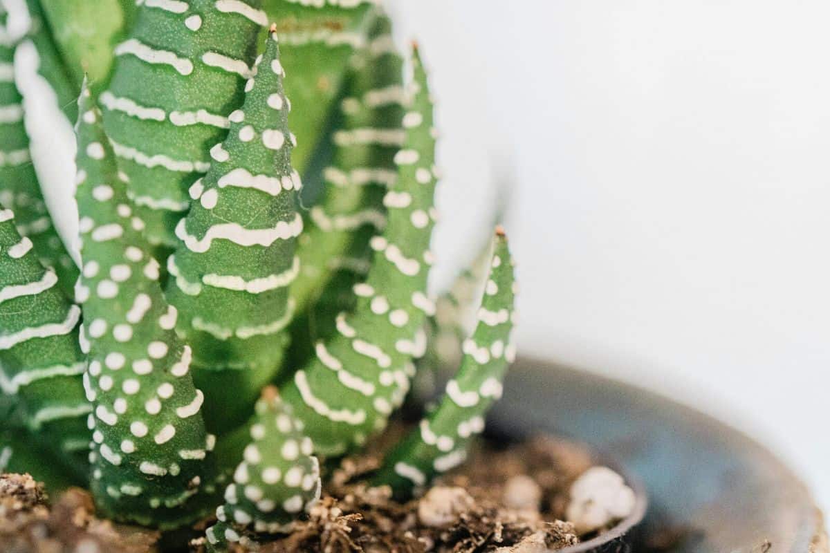 How to Plant, Grow, and Care For Haworthia Succulents – TheGrowingLeaf
