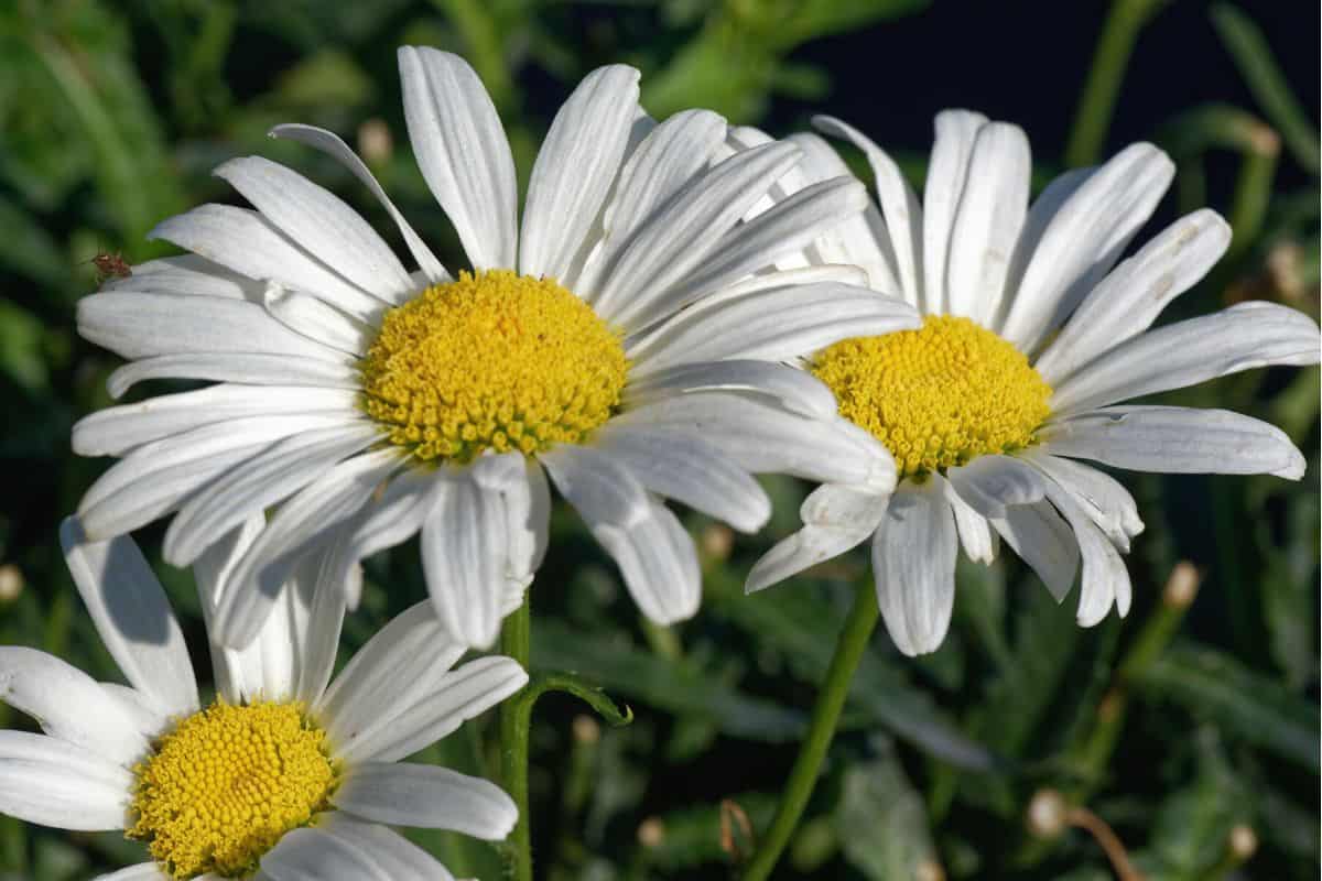 How to Plant, Grow, and Care For Daisies – TheGrowingLeaf