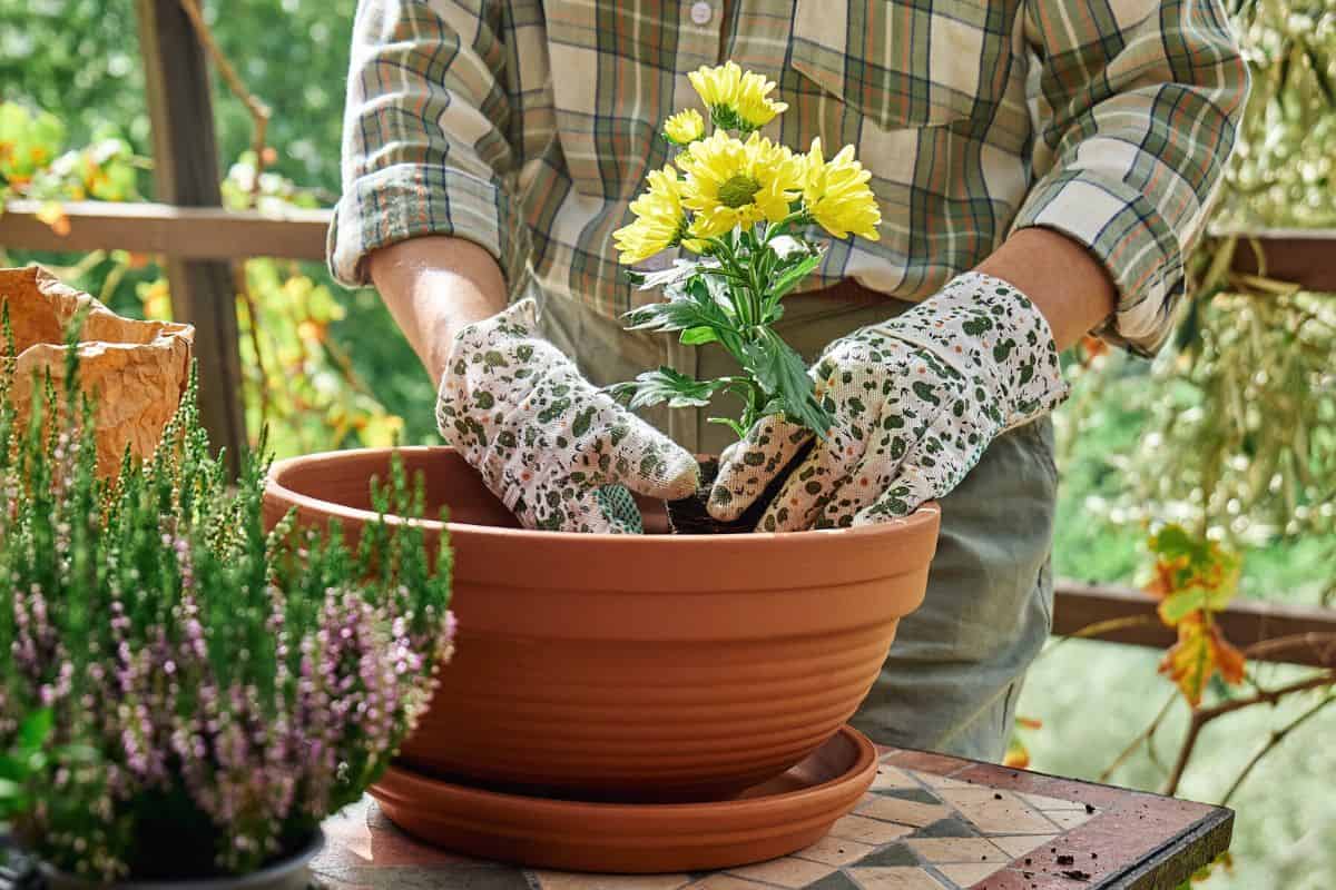How to Plant, Grow, and Care For Daisies – TheGrowingLeaf