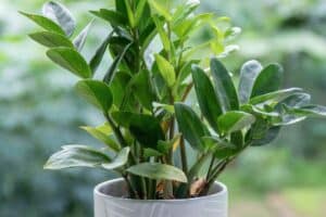 Root Rot in ZZ Plants: Symptoms, Causes, and Fixes – TheGrowingLeaf