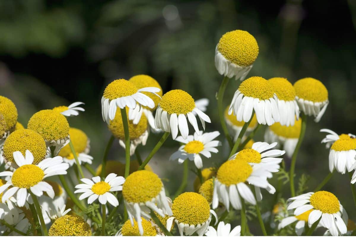How to Plant, Grow, and Care For Daisies – TheGrowingLeaf
