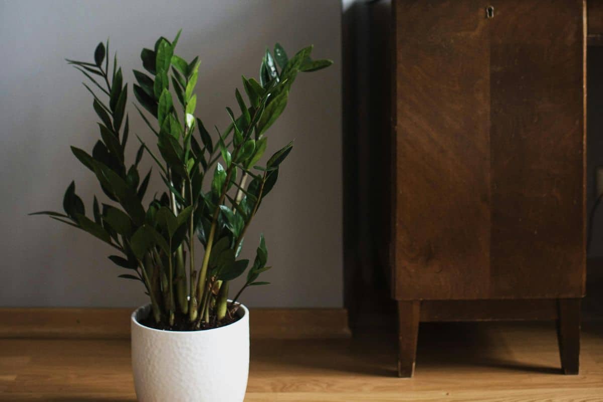 Why ZZ Plants Get Droopy or Wilt (and How to Fix It) – TheGrowingLeaf