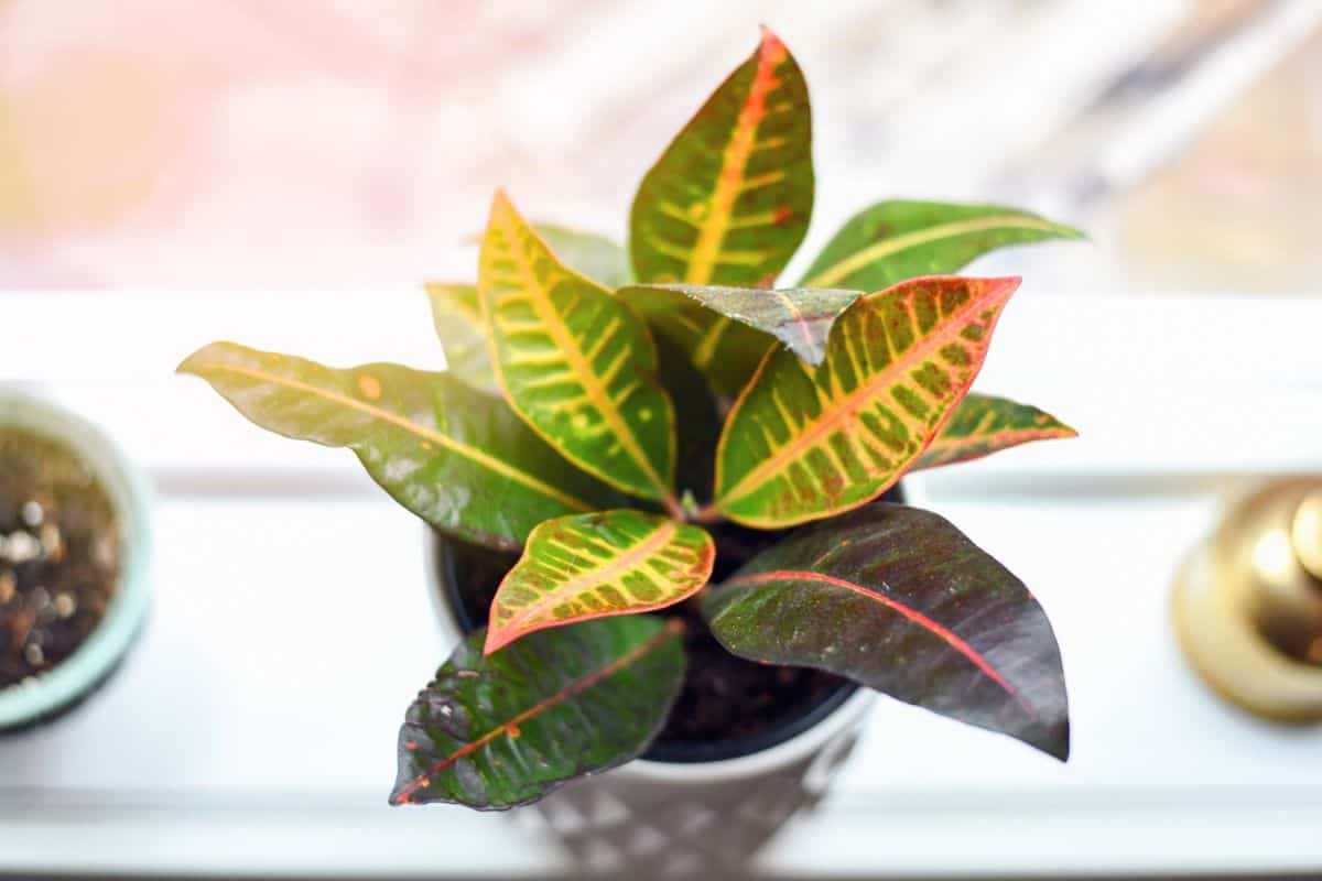 35 Common Houseplants for Any Home (Care Tips & Essentials ...