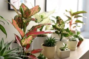 Overpotting Risks: How Too-Large Pots Affect Plant Health – TheGrowingLeaf