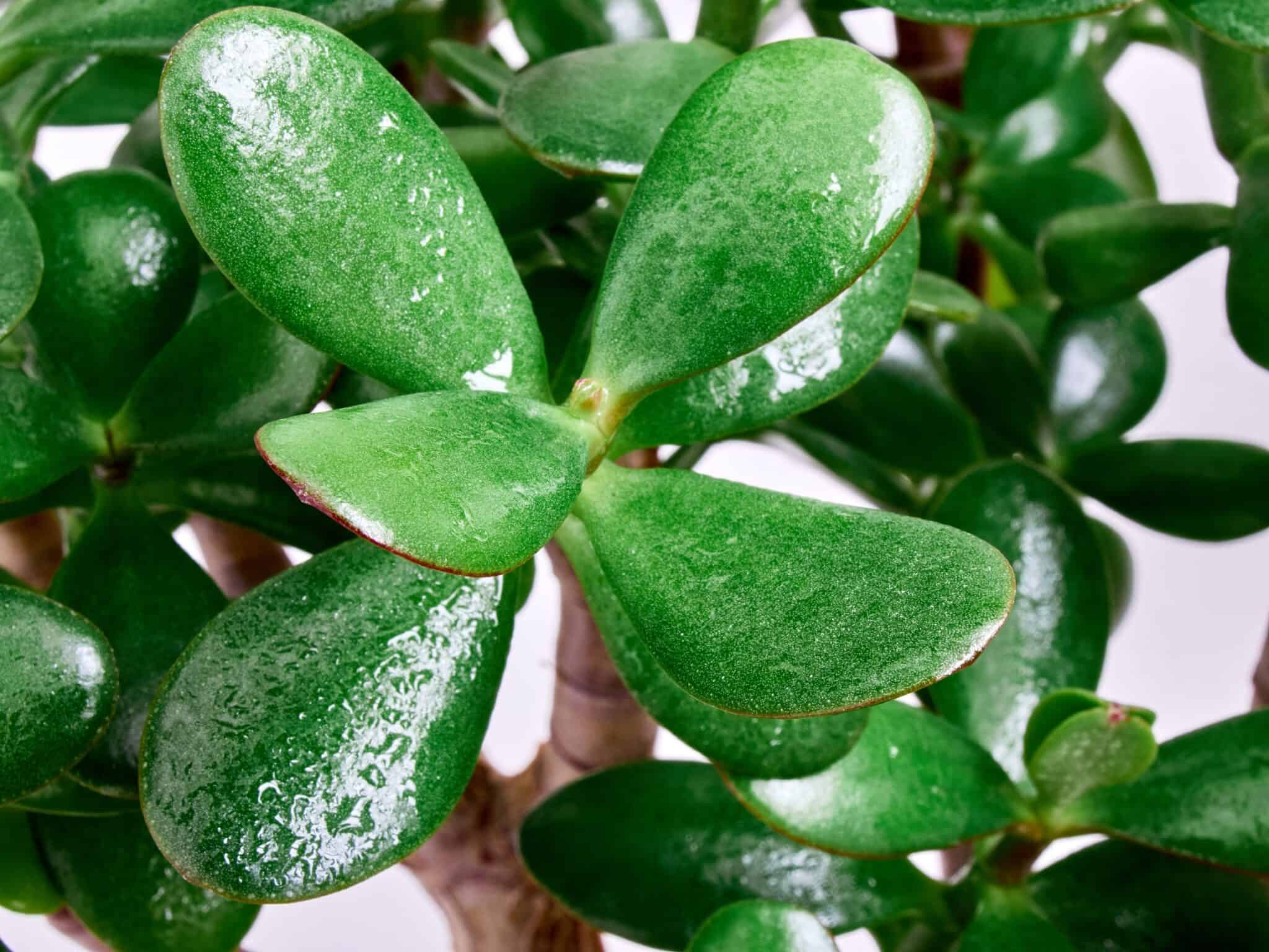 How to Plant, Grow, and Care For Jade Plants – TheGrowingLeaf