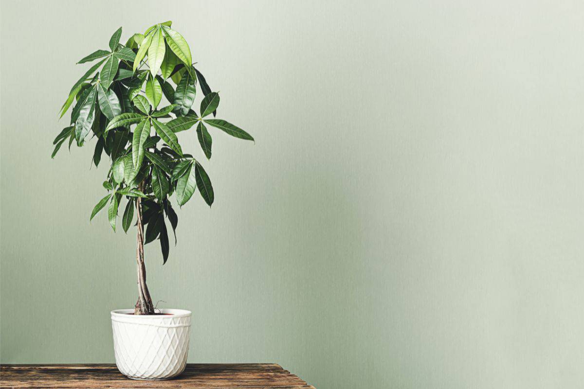 30 Common Low-Light Houseplants (Care Tips & Essentials) – TheGrowingLeaf