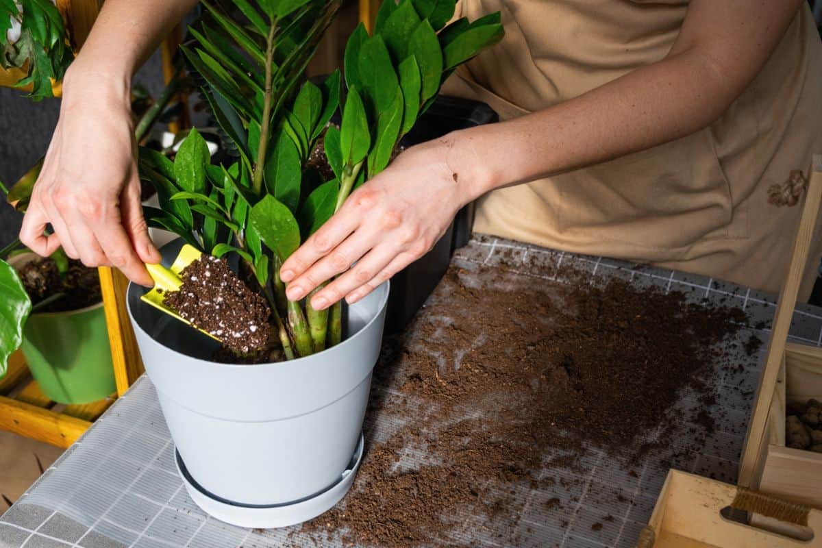 Root Rot in ZZ Plants: Symptoms, Causes, and Fixes – TheGrowingLeaf