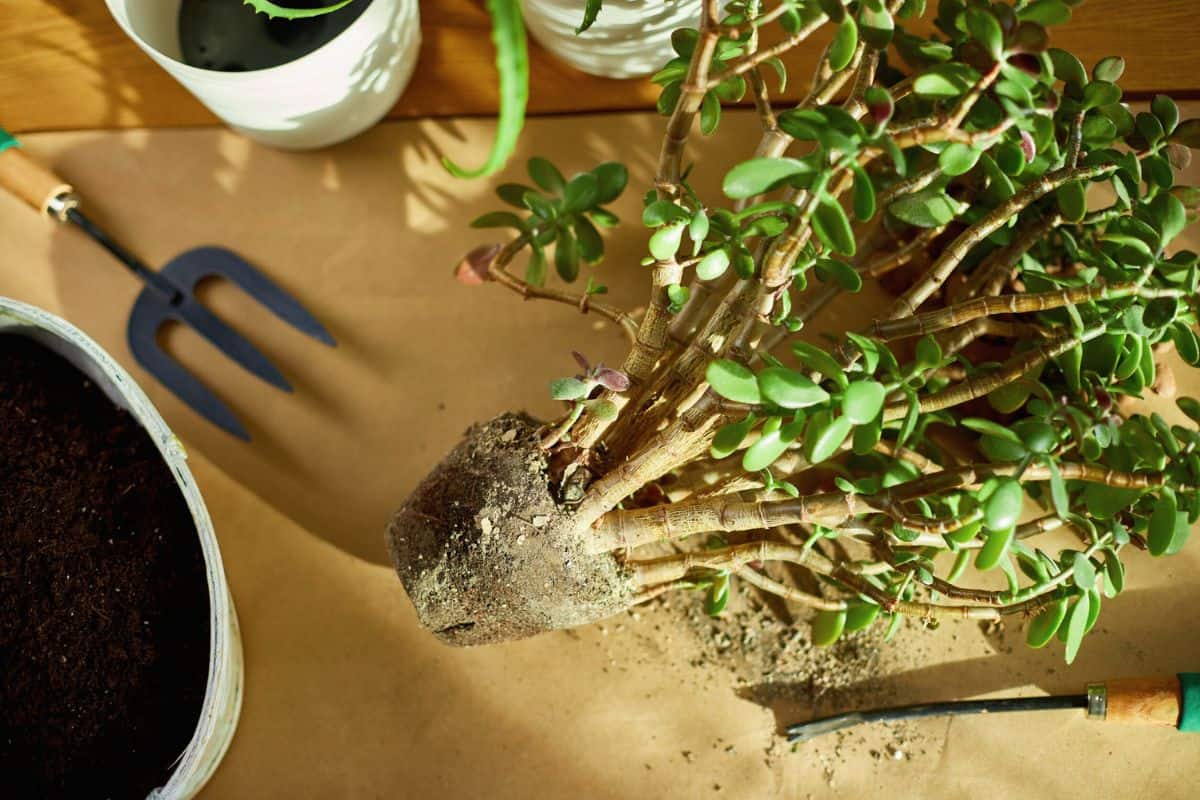 How to Plant, Grow, and Care For Jade Plants – TheGrowingLeaf