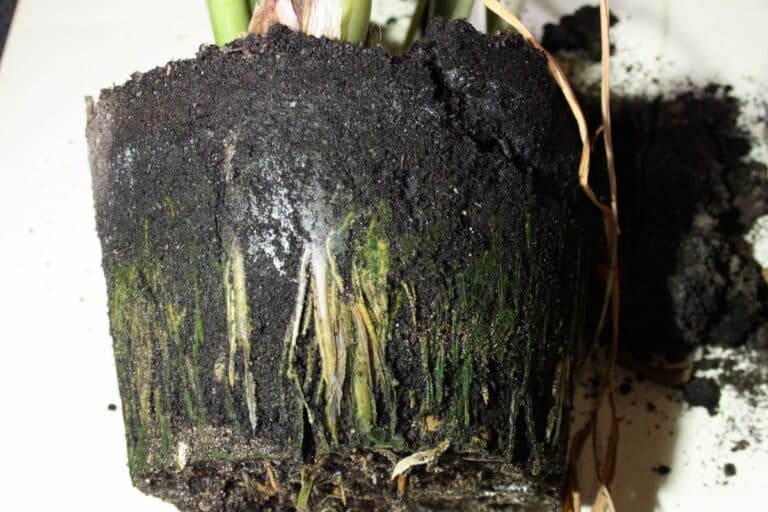 Root Rot in ZZ Plants: Symptoms, Causes, and Fixes – TheGrowingLeaf