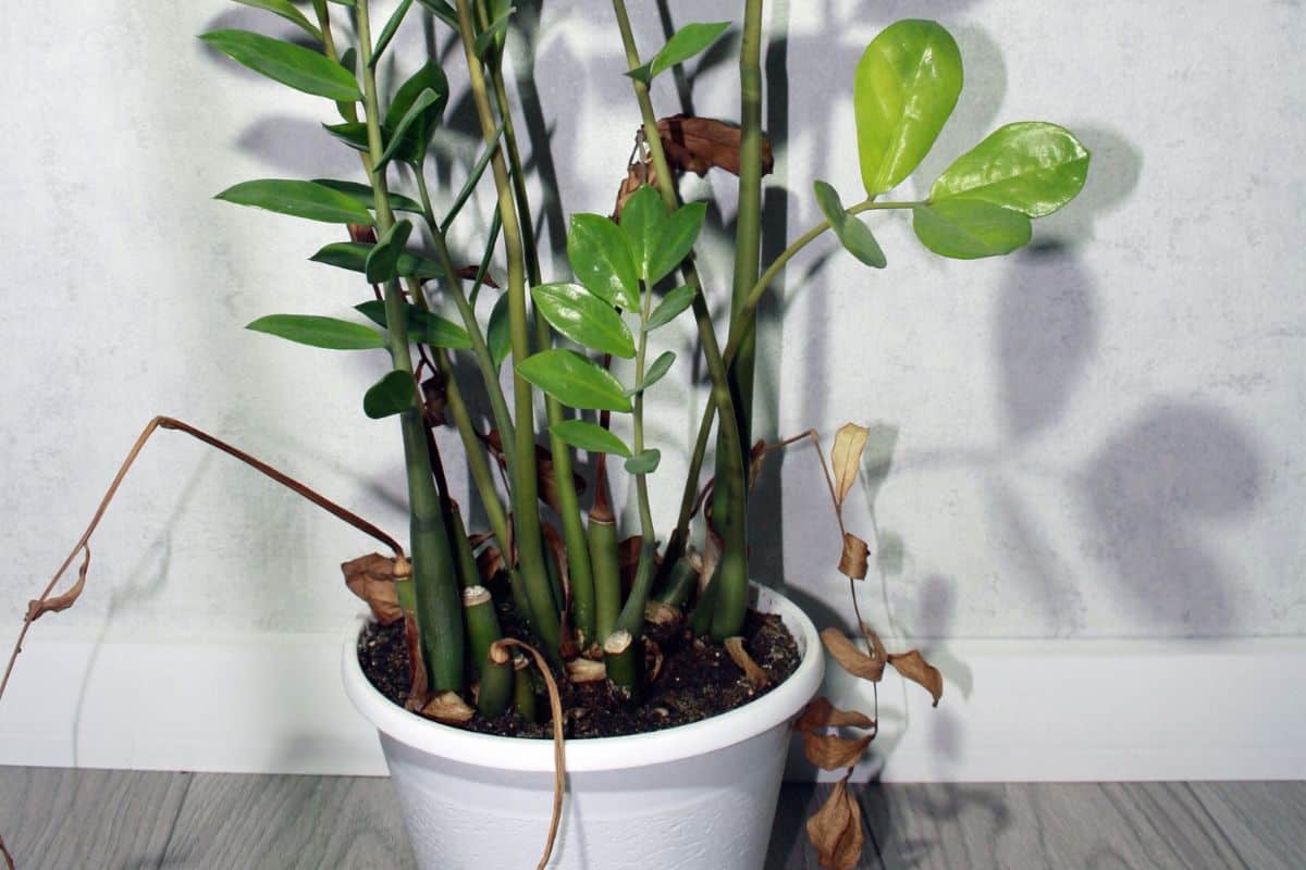 10 Common Problems With ZZ Plants (and How to Fix Them) – TheGrowingLeaf