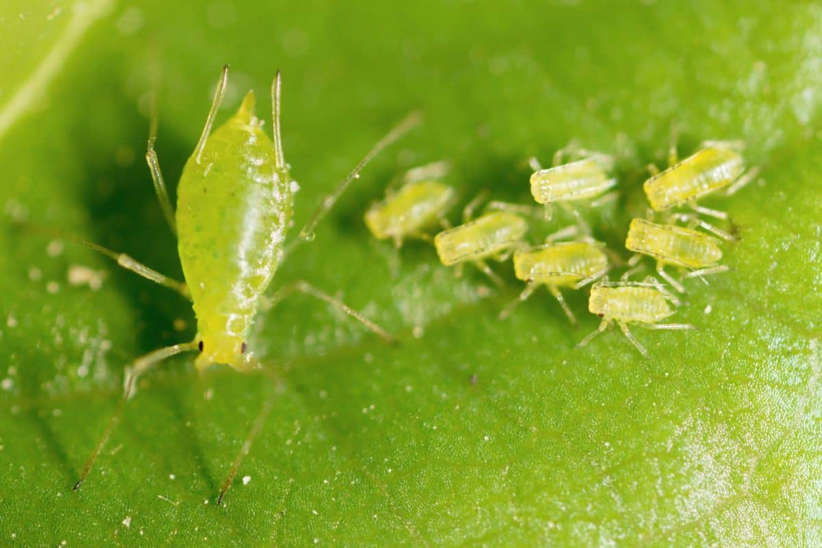 7 Common Pests Affecting Fiddle Leaf Figs: Signs & Treatment ...