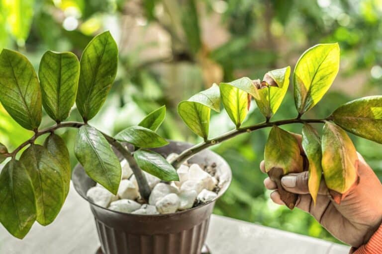 Yellowing Leaves in ZZ Plants: Symptoms, Causes, and Fixes – thegrowingleaf