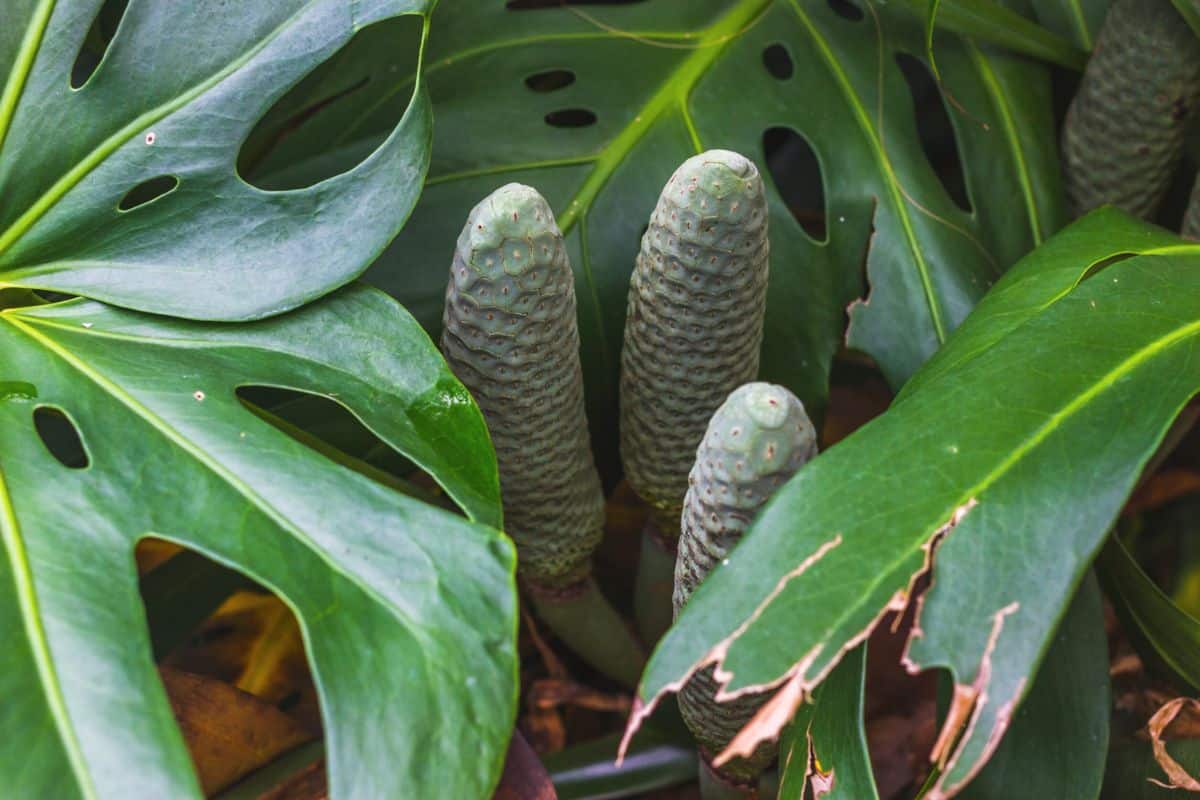 How to Plant, Grow, and Care for Monstera Deliciosa – TheGrowingLeaf