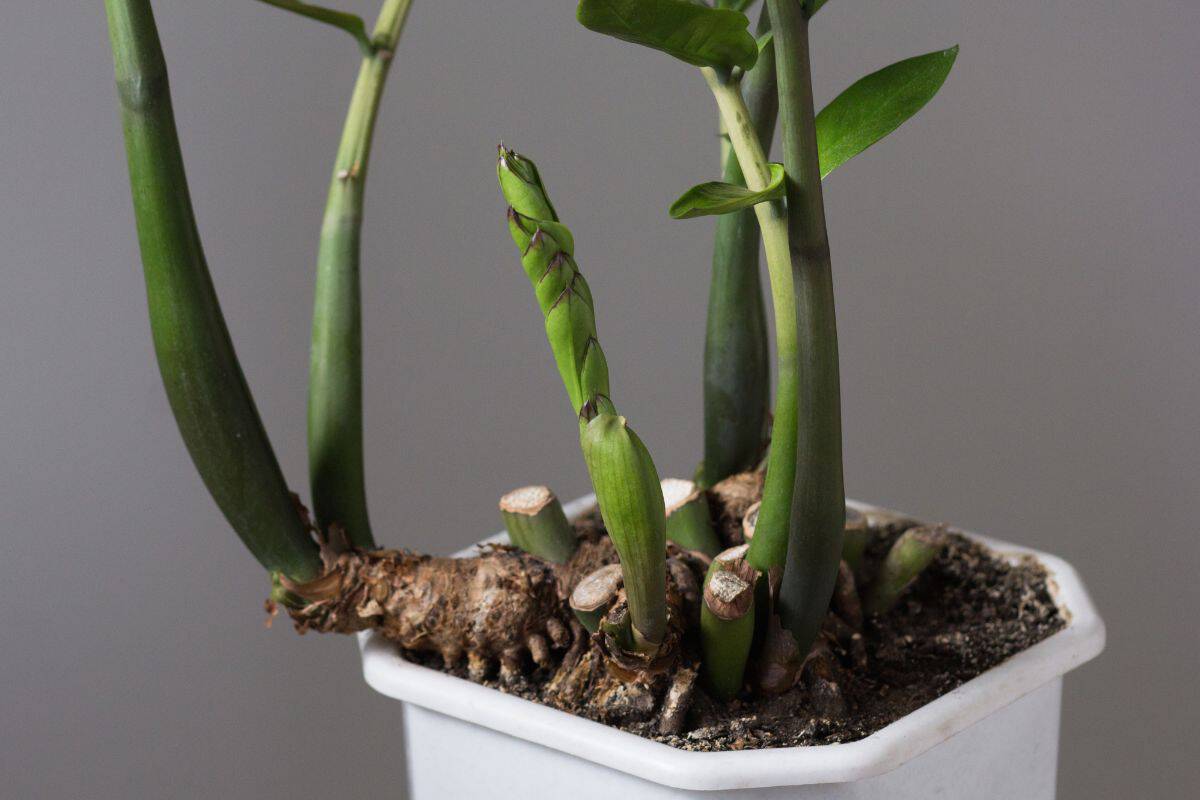 When and How to Prune ZZ Plants – TheGrowingLeaf