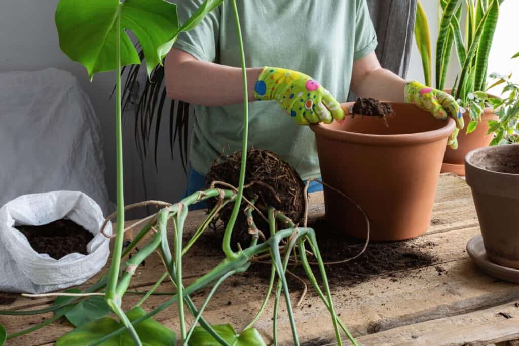 How to Plant, Grow, and Care for Monstera Deliciosa – TheGrowingLeaf