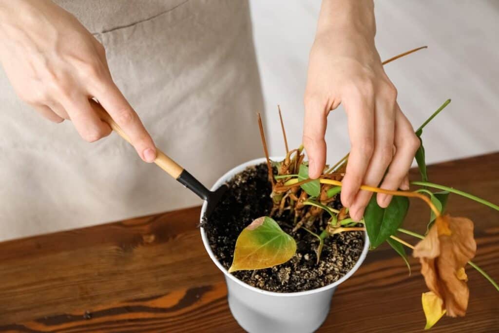 Underwatering in Houseplants: Symptoms, Causes, and Fixes – TheGrowingLeaf