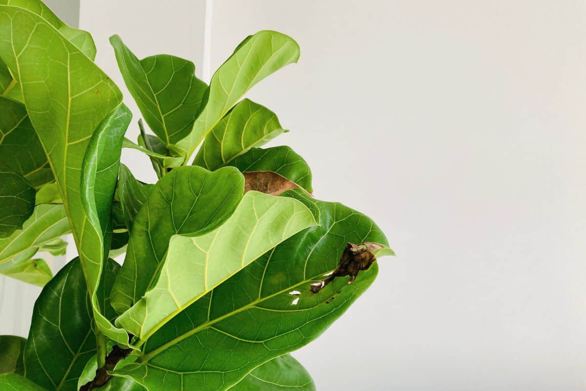 Fiddle Leaf Fig Brown Leaf Edges: Symptoms, Causes & Fixes – TheGrowingLeaf