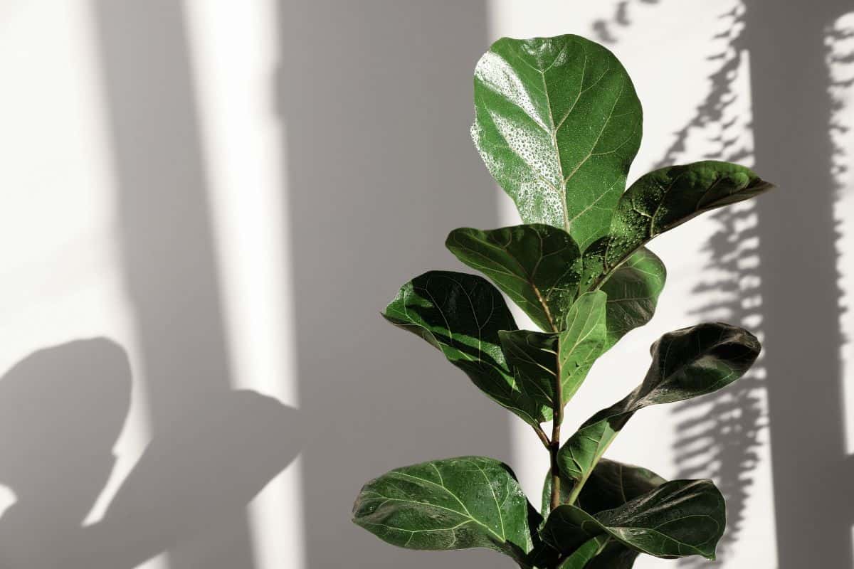 When and How to Fertilize Fiddle Leaf Figs – TheGrowingLeaf