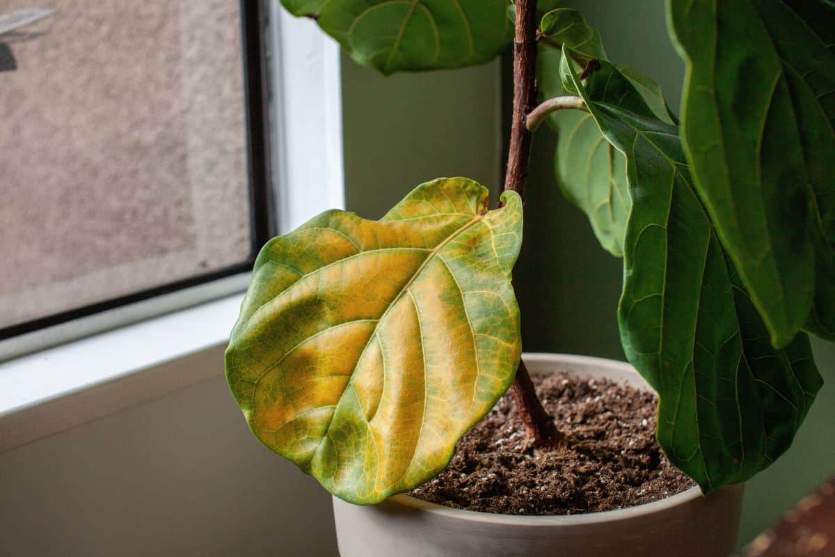 Fiddle Leaf Fig Not Growing