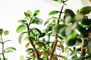 Humidity Requirements for Jade Plants Explained – thegrowingleaf
