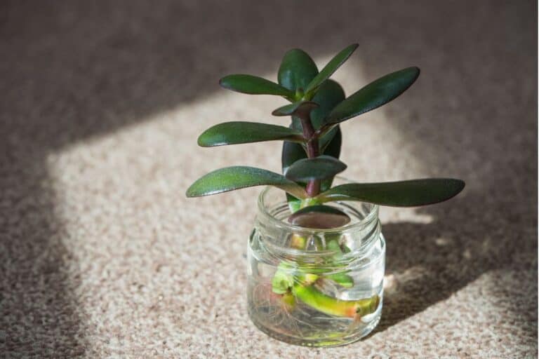 How to Repot a Jade Plant: A Transplanting Guide – TheGrowingLeaf