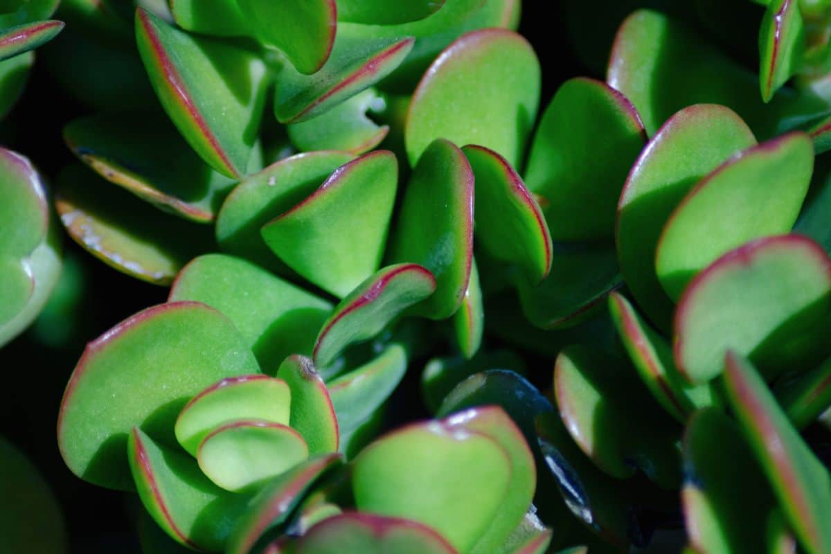 How to Repot a Jade Plant: A Transplanting Guide – thegrowingleaf