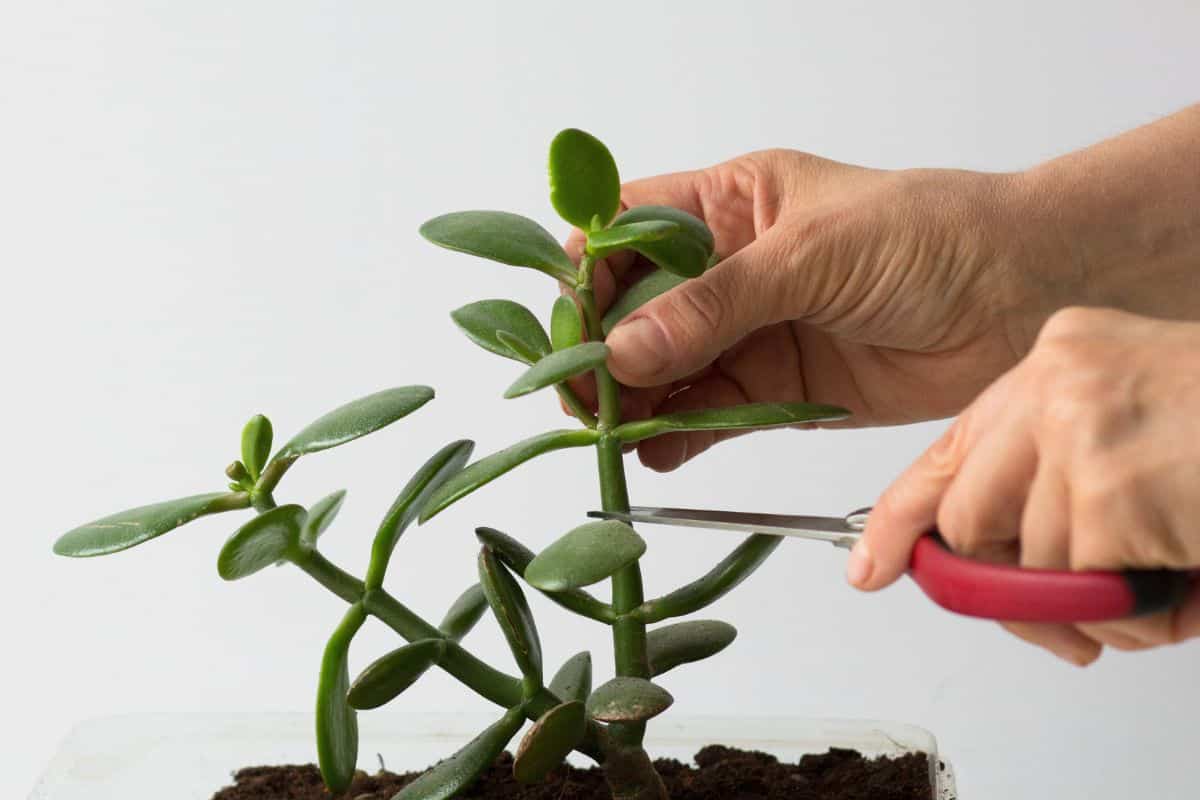 How to Propagate Jade Plants (Using 3 Methods) – TheGrowingLeaf
