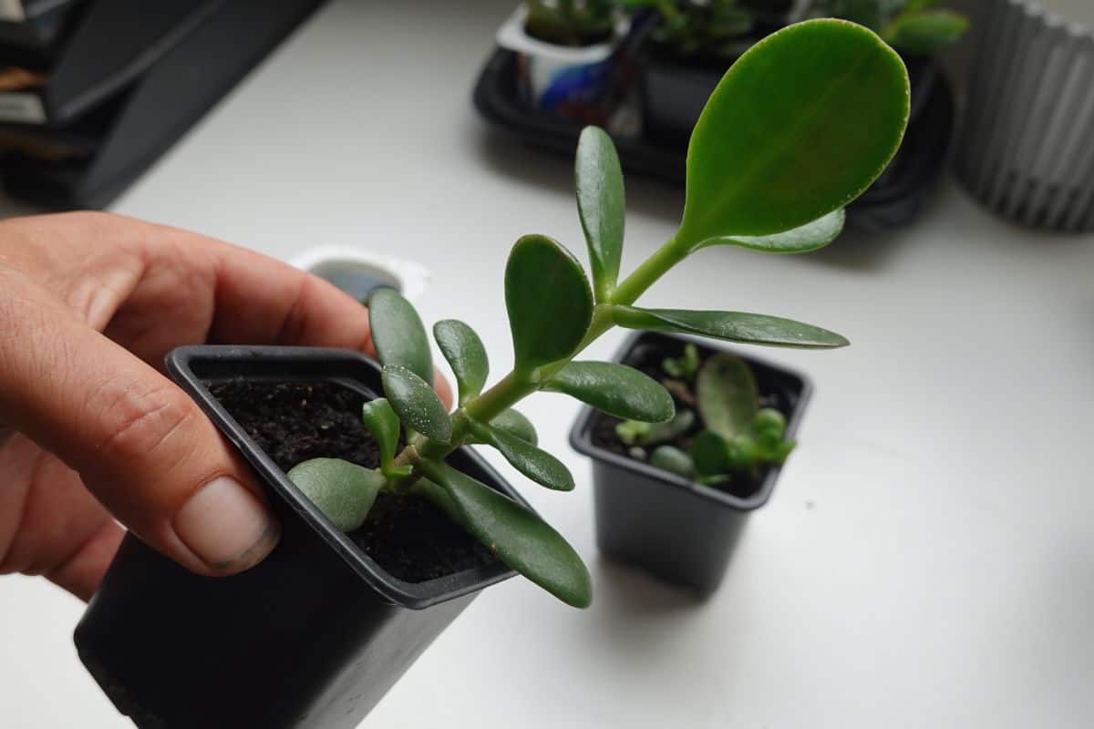 How to Propagate Jade Plants (Using 3 Methods) – TheGrowingLeaf