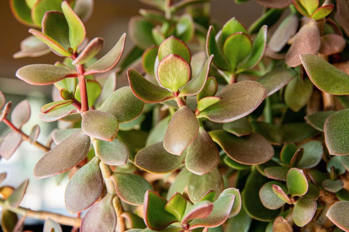 14 Common Problems With Jade Plants (and How to Fix Them) – TheGrowingLeaf