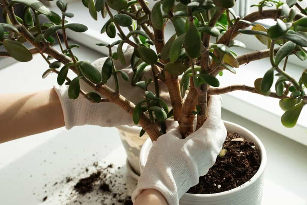 How to Propagate Jade Plants (Using 3 Methods) – thegrowingleaf
