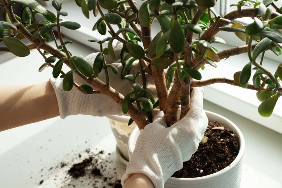 How to Propagate Jade Plants (Using 3 Methods) – TheGrowingLeaf