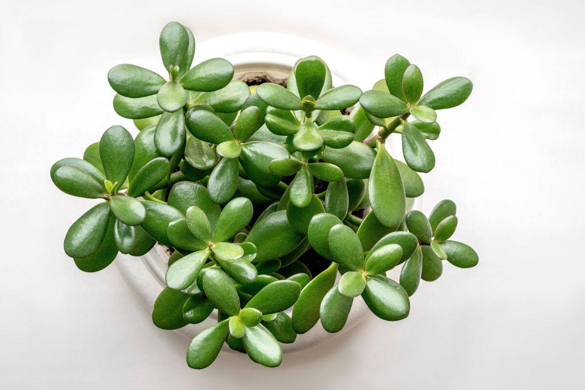 Jade Plant Flowers: Blooming, Ideal Conditions, Care Tips – TheGrowingLeaf