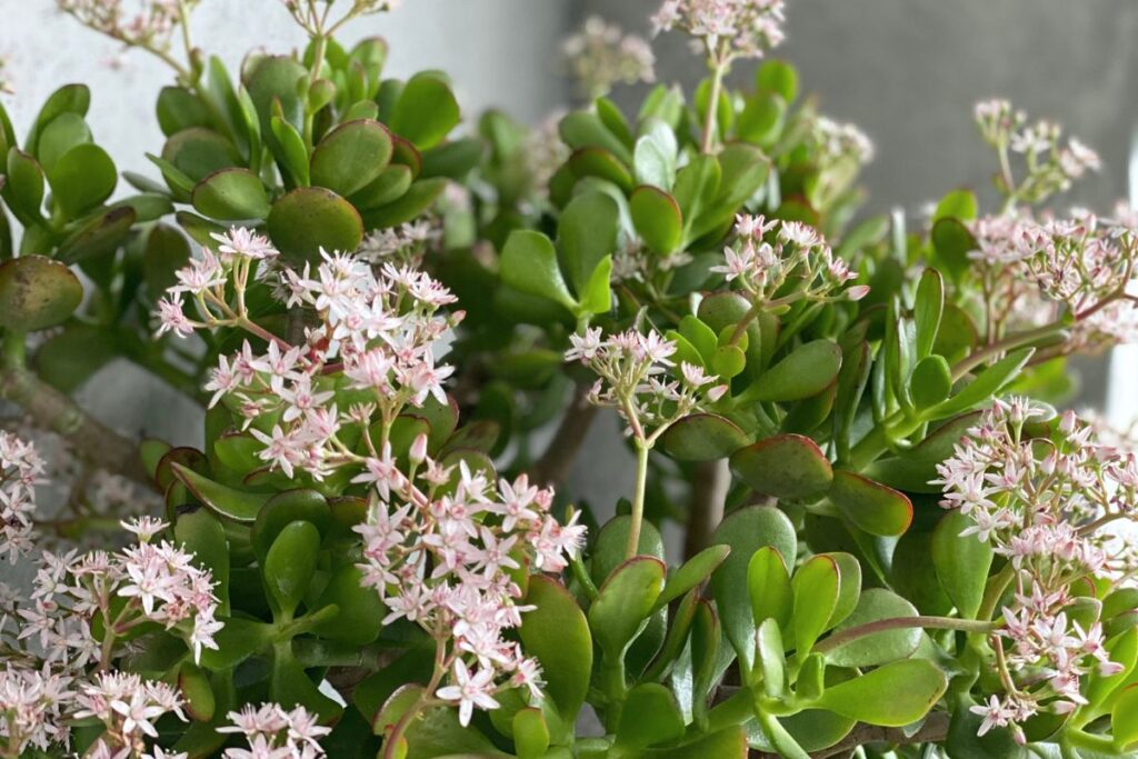 Jade Plant Flowers: Blooming, Ideal Conditions, Care Tips – thegrowingleaf