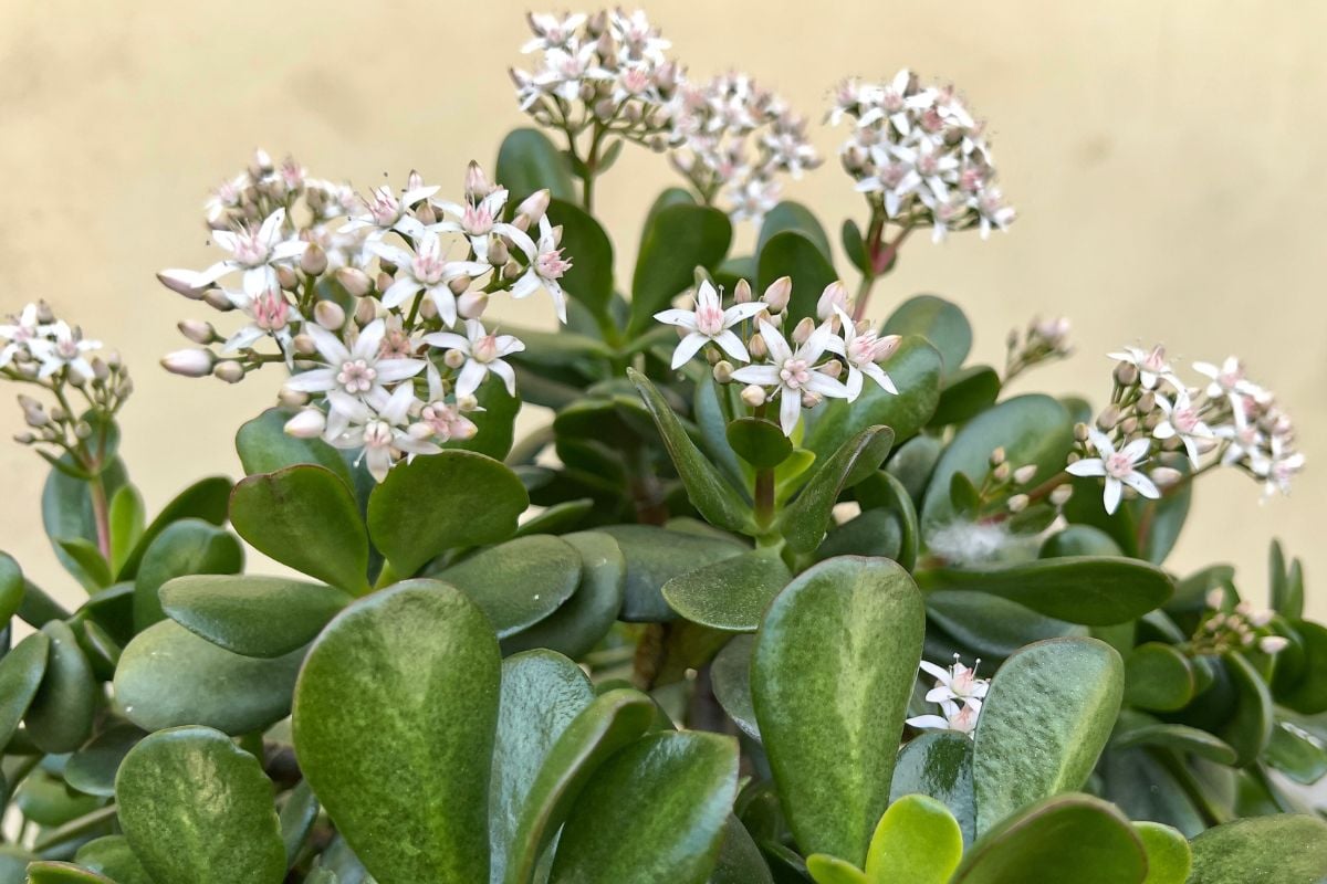 Jade Plant Flowers: Blooming, Ideal Conditions, Care Tips – TheGrowingLeaf