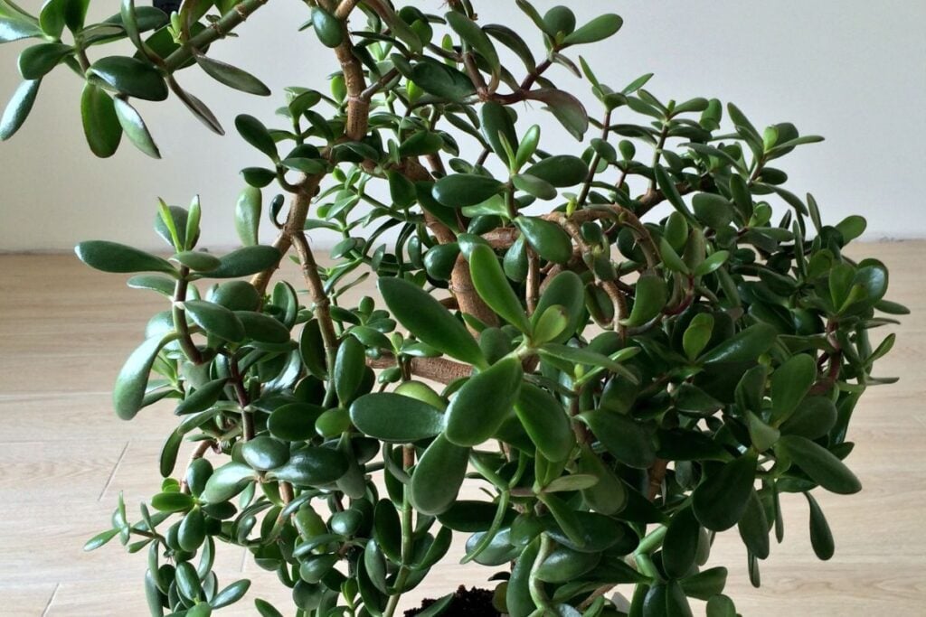 How to Propagate Jade Plants (Using 3 Methods) – TheGrowingLeaf
